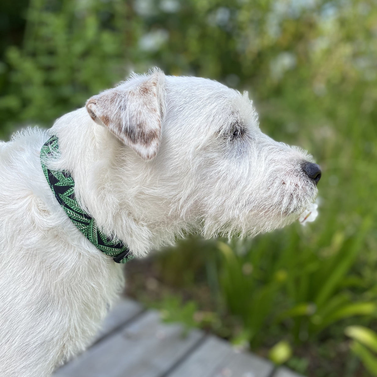 Toby I Collier pour chien DaisyDoggy
